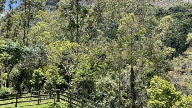 Paisagem verdejante e exuberante, com cerca de madeira e árvores densas.