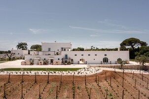 Um edifício moderno com um pátio, rodeado por um vinhedo.