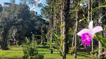Jardim