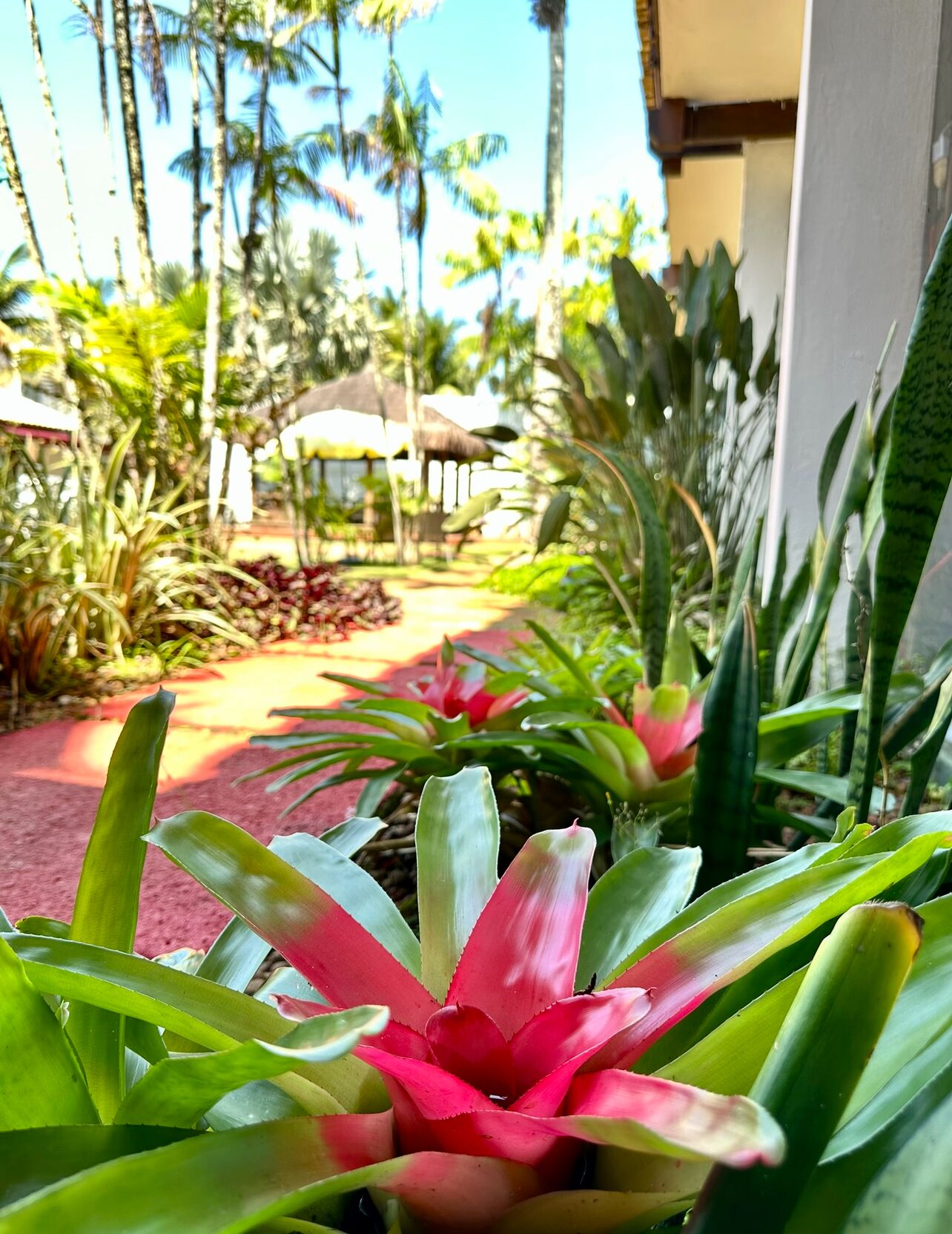 Um jardim tropical com um caminho que leva a uma estrutura coberta de palha.