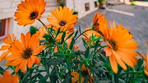 Uma rua com edifícios coloridos e flores laranjas em primeiro plano.