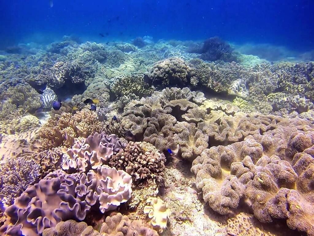 Um recife de coral subaquático com diversas formações de coral e peixes.