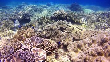 Um recife de coral subaquático com diversas formações de coral e peixes.