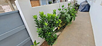 Apartamento Clássico | Terraço/pátio interior