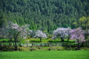 Paisagem rural com cerca de madeira, grama verde e árvores com flores cor-de-rosa.