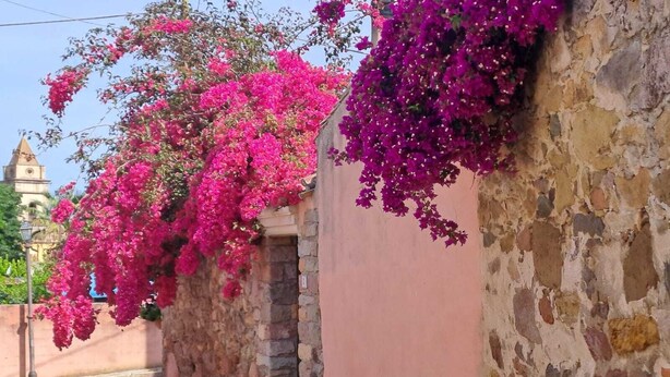 Uma rua de paralelepípedos estreita, com paredes de pedra decoradas com vibrantes flores de buganvillea rosa.