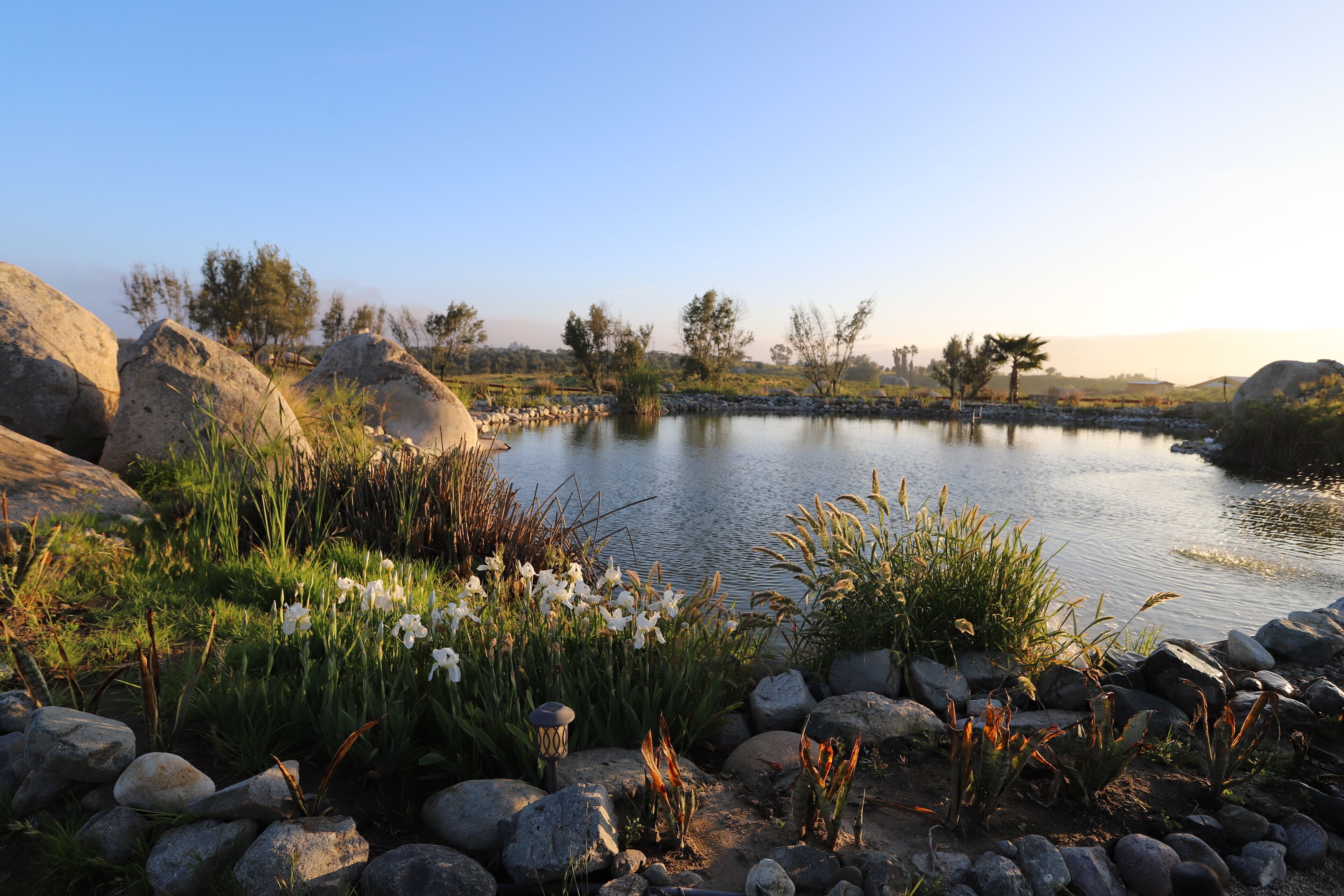 Um cenário tranquilo à beira do lago, com pedras grandes, vegetação exuberante e flores brancas.