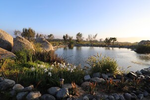 Um cenário tranquilo à beira do lago, com pedras grandes, vegetação exuberante e flores brancas.