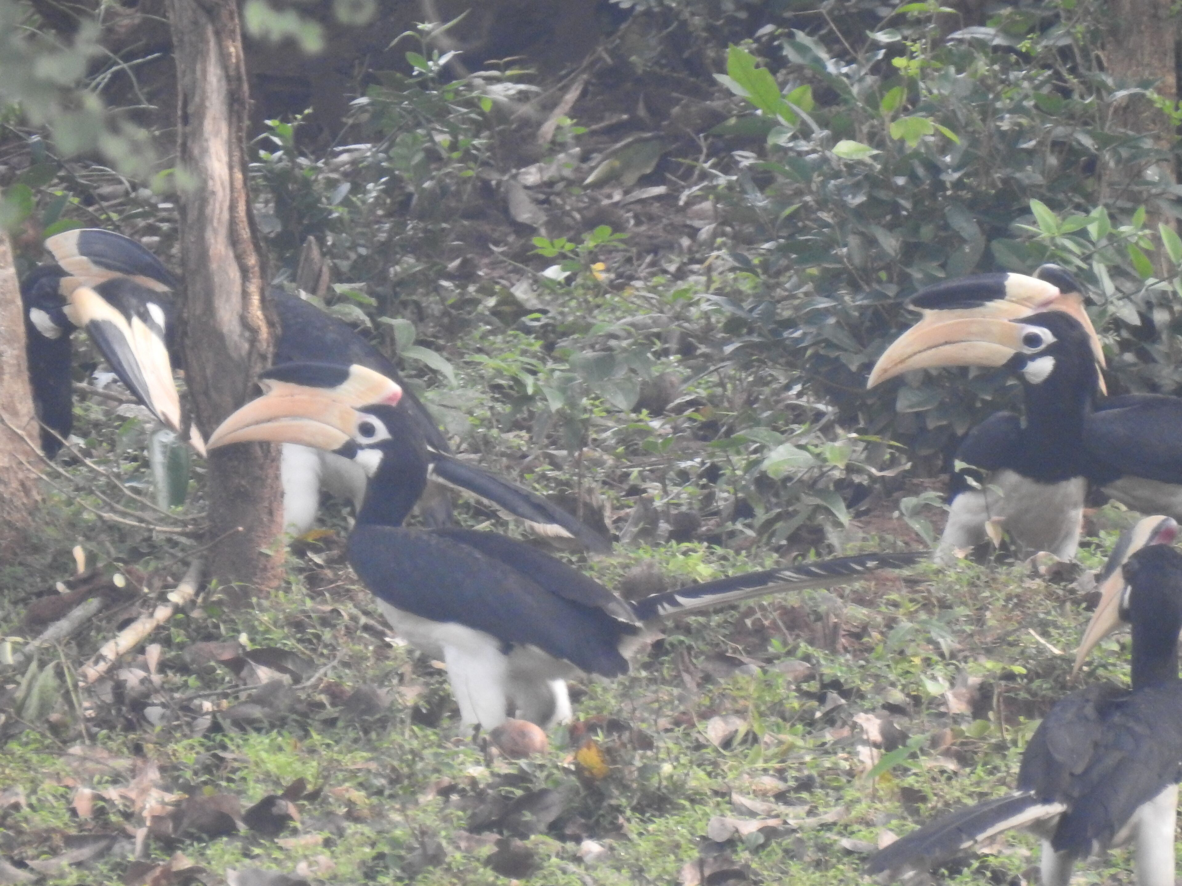 Tucanos com bicos grandes empoleirados em um galho em uma floresta densa e verde.