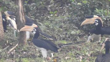 Tucanos com bicos grandes empoleirados em um galho em uma floresta densa e verde.