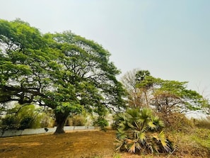 Uma árvore grande com folhagem densa em um parque.