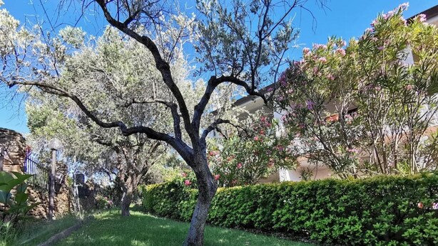 Uma trilha arborizada com sebes e um edifício ao fundo.