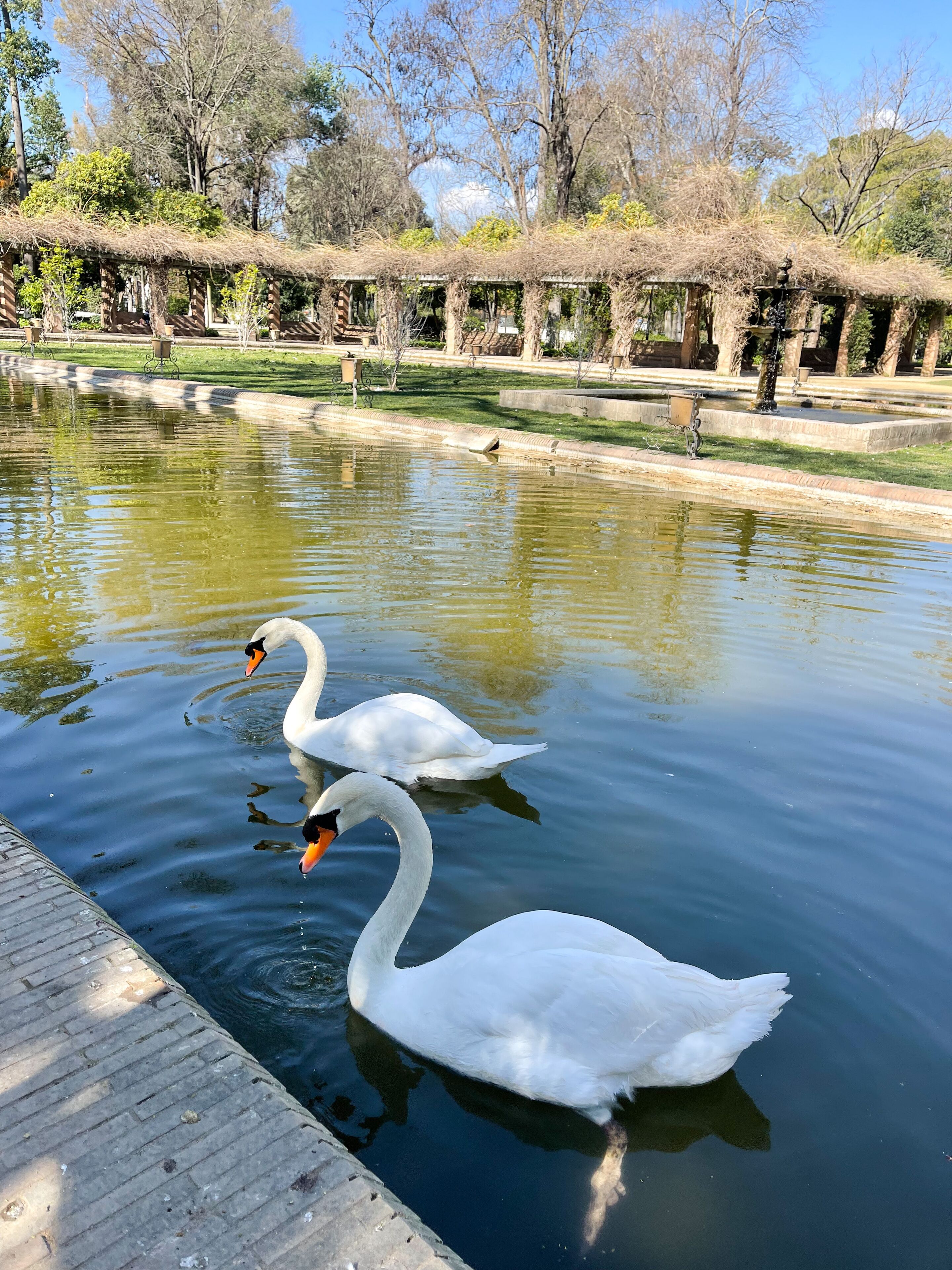 Um lago tranquilo com cisnes nadando, rodeado por um parque com árvores e um coreto.
