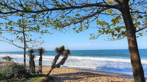 Uma praia com palmeiras e uma vista clara do oceano.