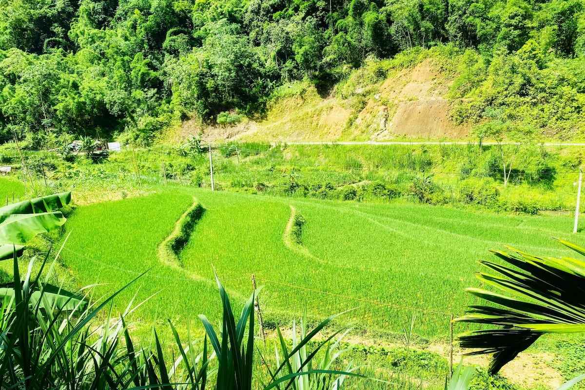 Campo de arroz verdejante com terraços e uma floresta densa ao fundo.