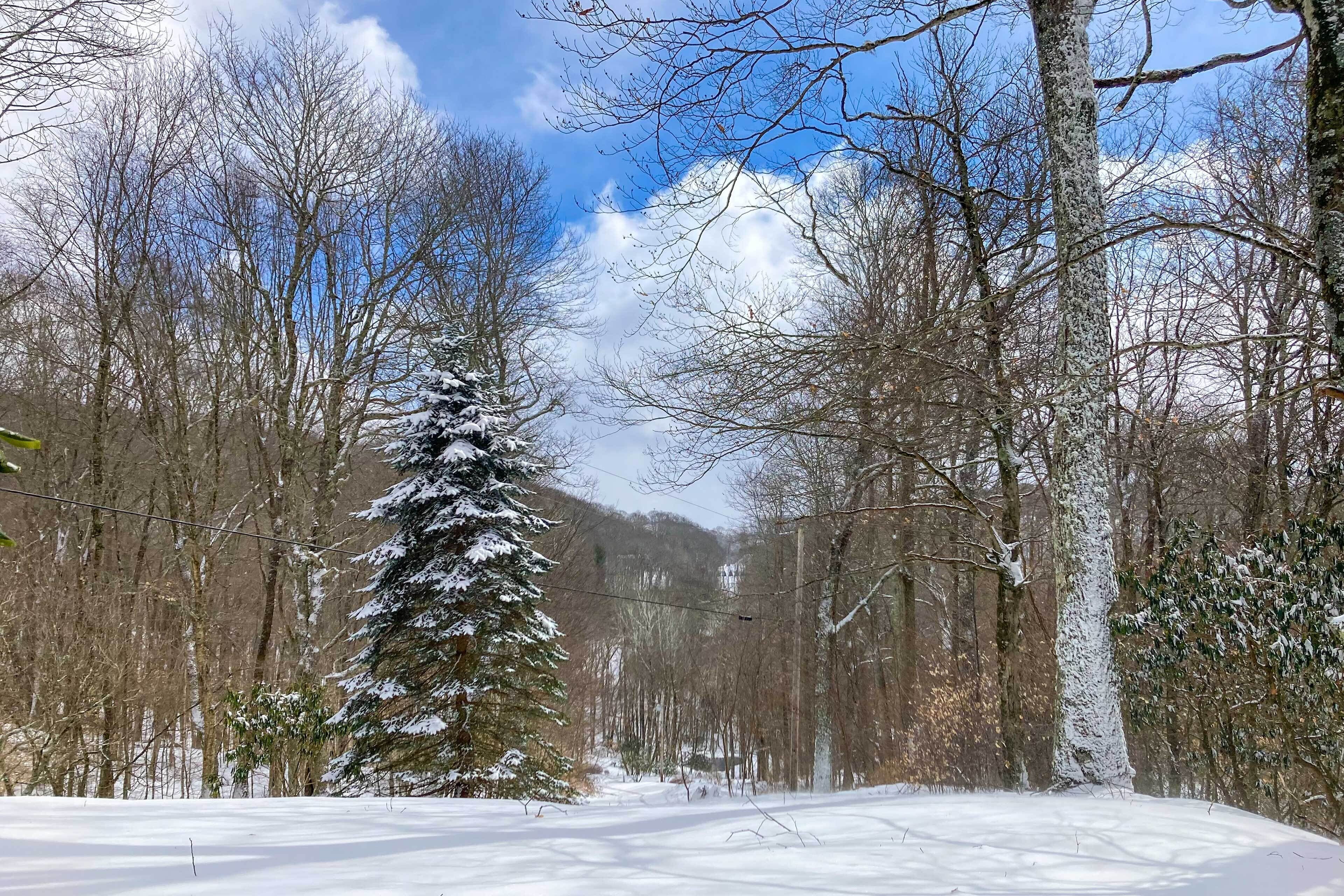 Um caminho coberto de neve, ladeado por árvores sem folhas e um pinheiro também coberto de neve.