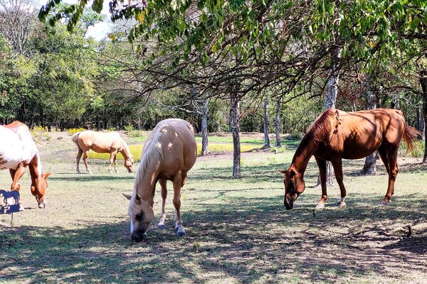 Hand-built 'Black Fork Cabin 2' W/ Fire Pit! - Clayton Lake State Park, Clayton