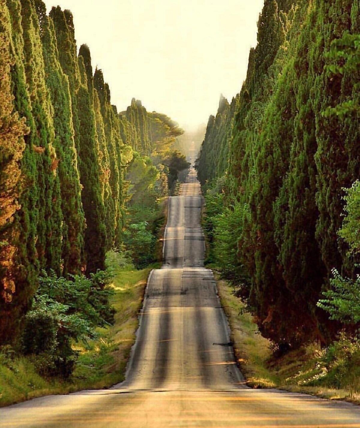 Uma estrada reta ladeada por árvores altas e densas, que se estende até o horizonte.