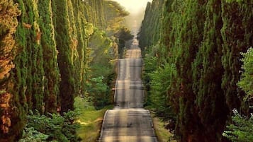 Uma estrada reta ladeada por árvores altas e densas, que se estende até o horizonte.