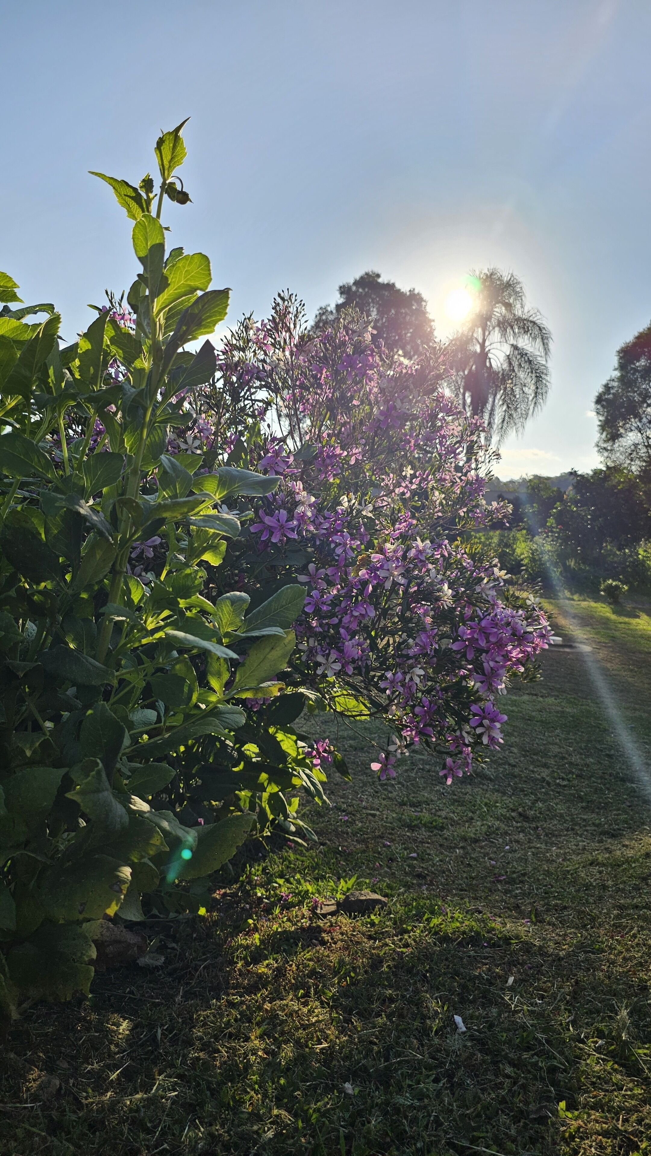 Um jardim com flores roxas e céu claro.