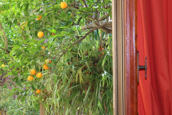 Uma árvore com laranjas, uma cerca de madeira e uma cortina vermelha.