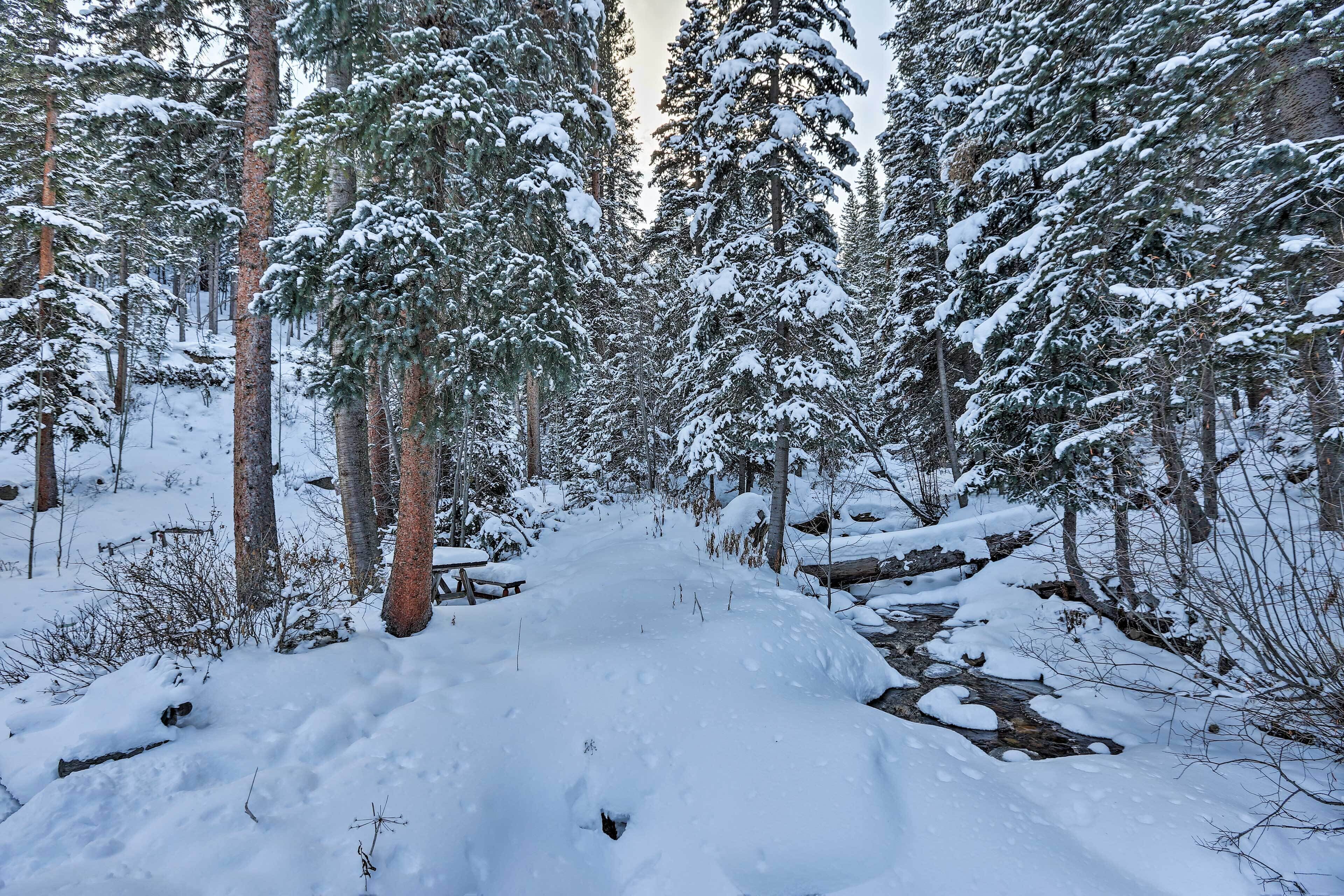 Uma trilha nevada na floresta, com altas árvores perenes e um banco de madeira.
