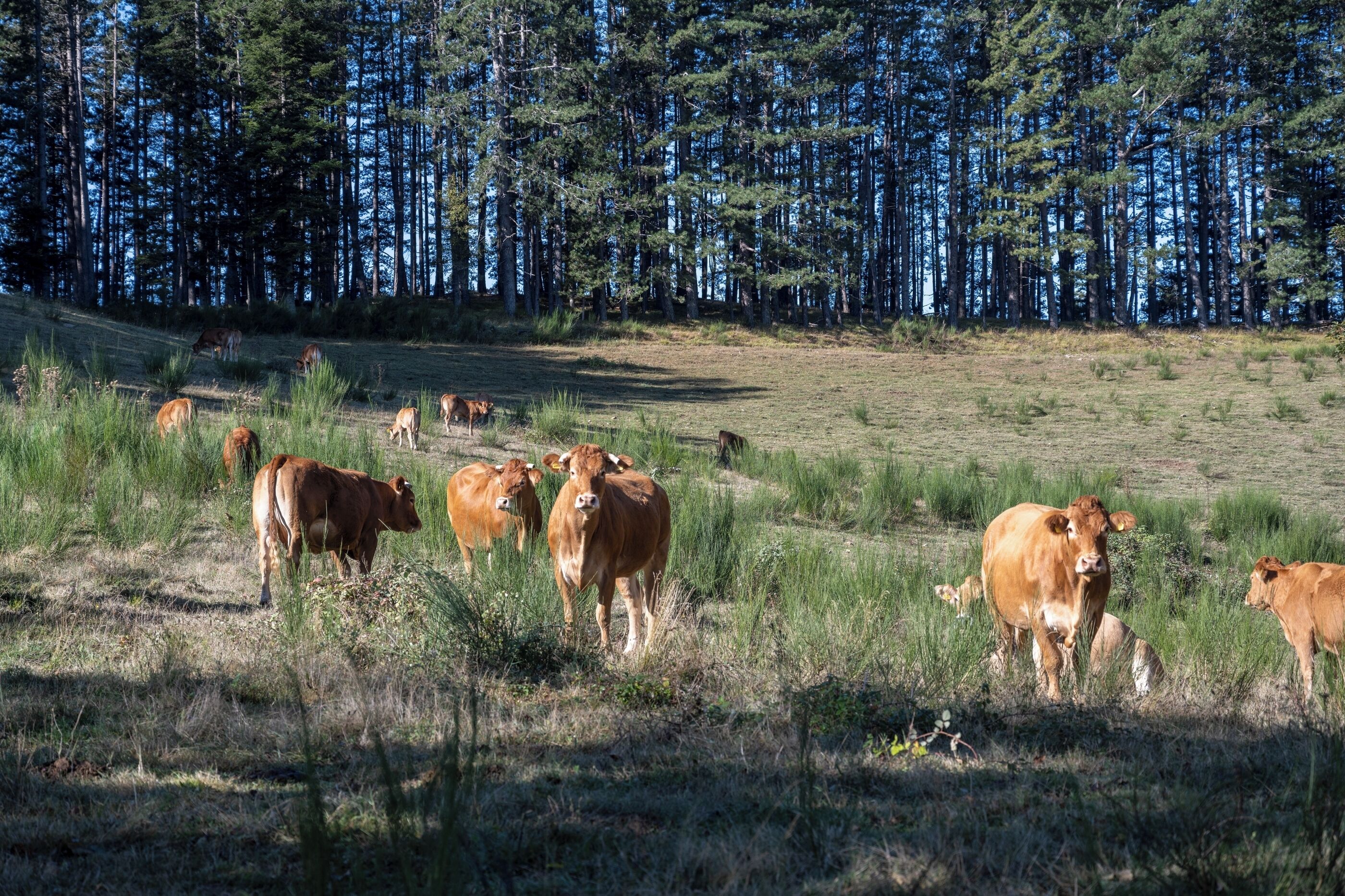 Um campo com vacas pastando e uma floresta ao fundo.