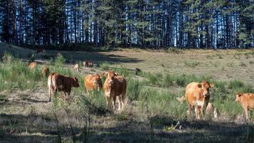 Um campo com vacas pastando e uma floresta ao fundo.