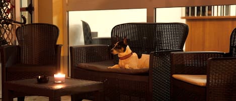 Um cão descansando numa cadeira em um quarto com móveis de vime e uma vela acesa sobre uma mesa.