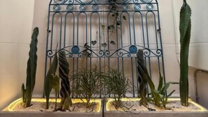 Um portão de ferro forjado com um arranjo floral acima, rodeado por cactos e suculentas em vasos.