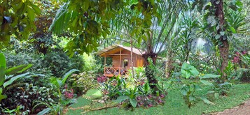 Uma cabana de madeira rodeada por vegetação exuberante e diversas plantas.