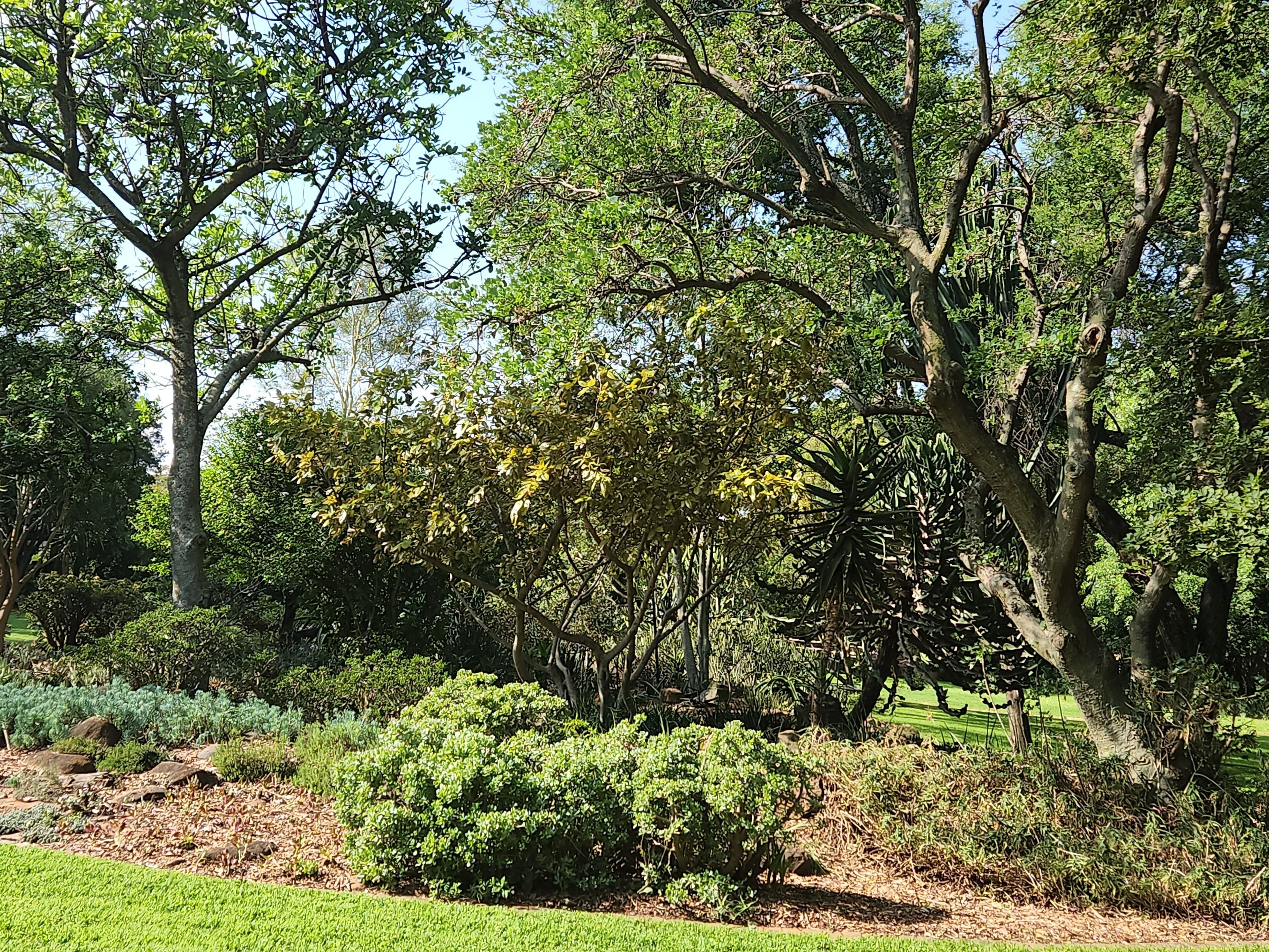 Um jardim exuberante com diversas árvores e arbustos, um gramado bem cuidado e um céu limpo.