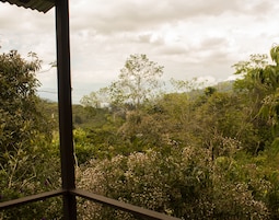 Vista de uma varanda coberta, com paisagem verdejante e vegetação densa, repleta de árvores.