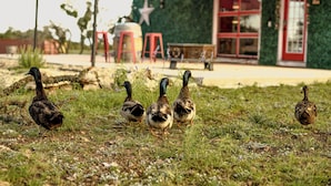 Um lago com patos em primeiro plano e um edifício com fachada verde e toldo vermelho ao fundo.