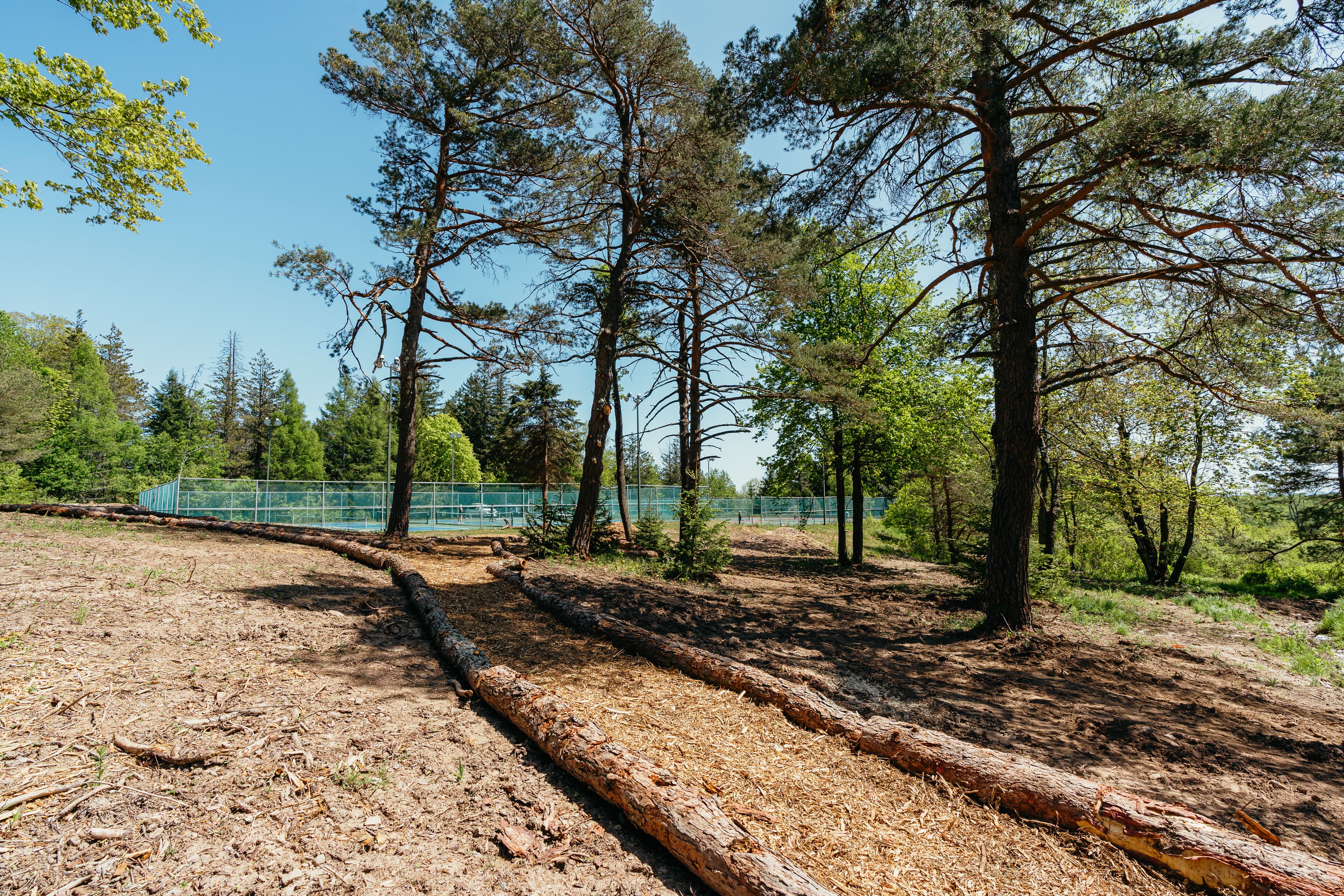 Área arborizada com uma trilha de terra e troncos caídos.