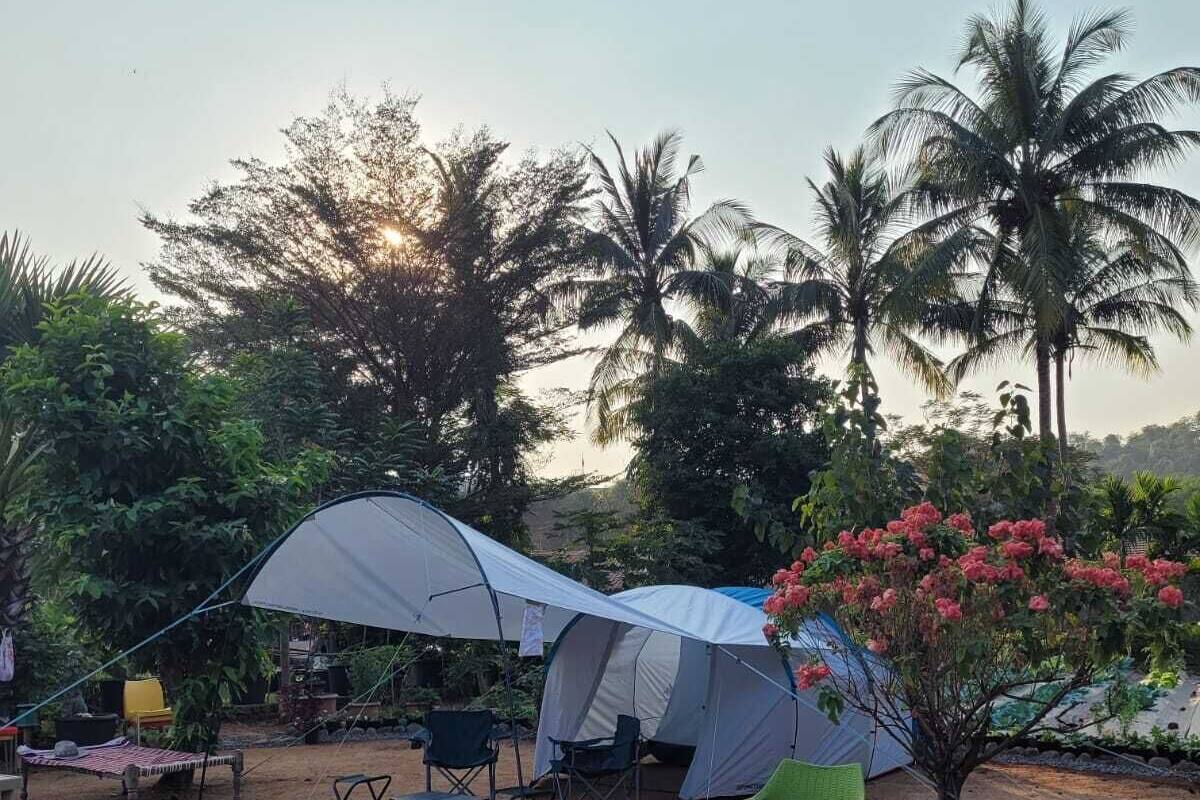 Uma área de camping com uma tenda grande, cadeiras verdes e plantas em vasos.