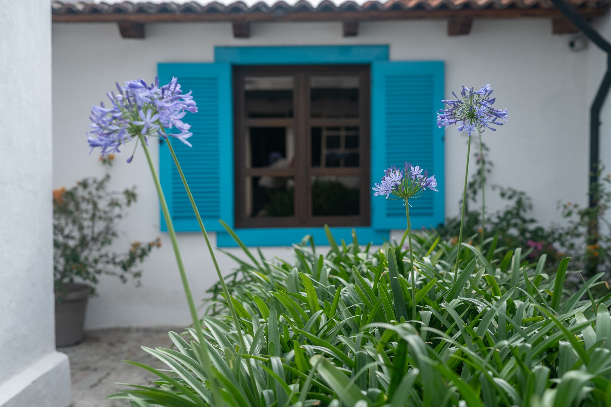 Um edifício com janela e persianas, rodeado por plantas verdes.