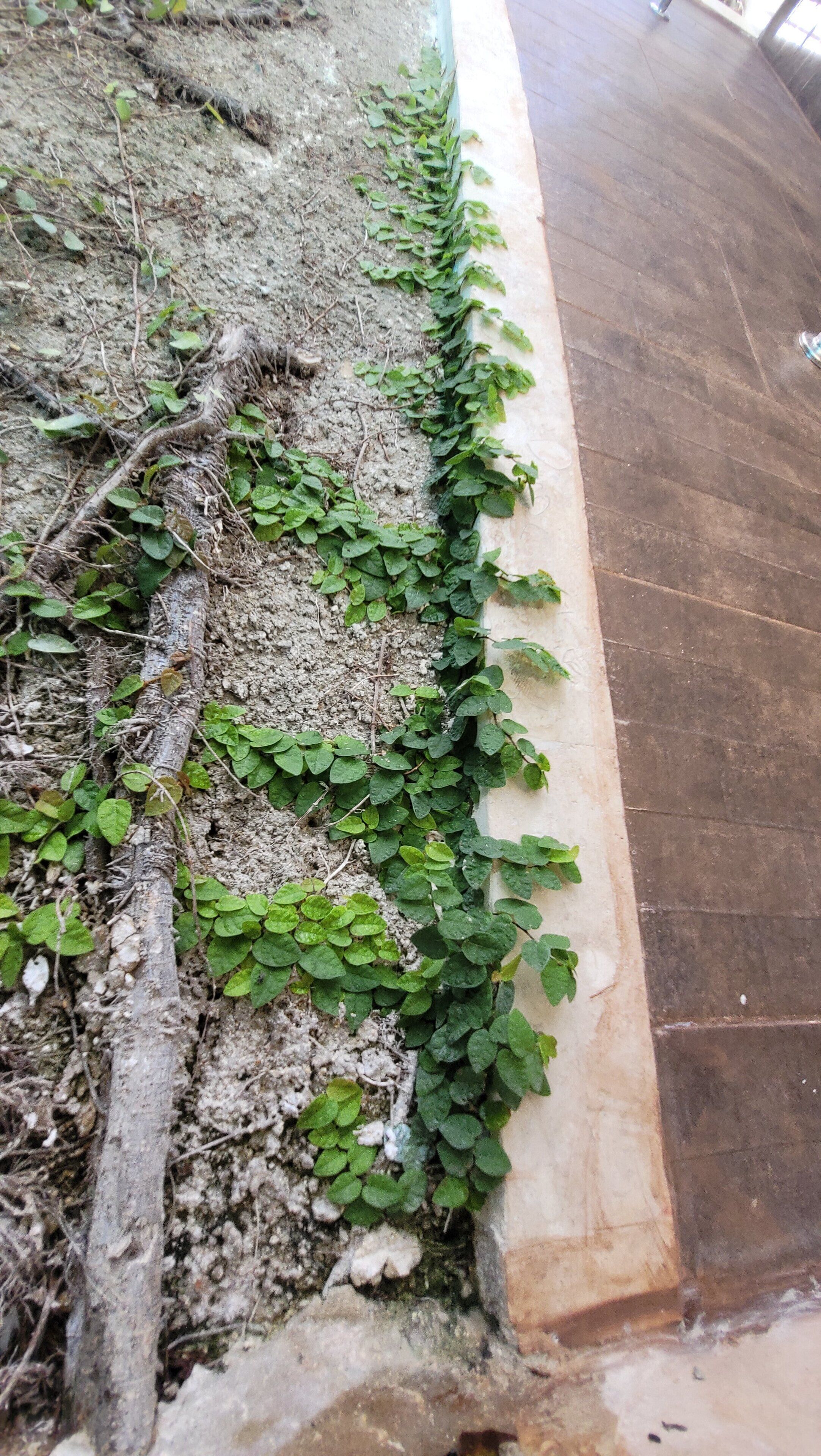 Estrutura de concreto com vegetação verde crescendo ao longo da borda.
