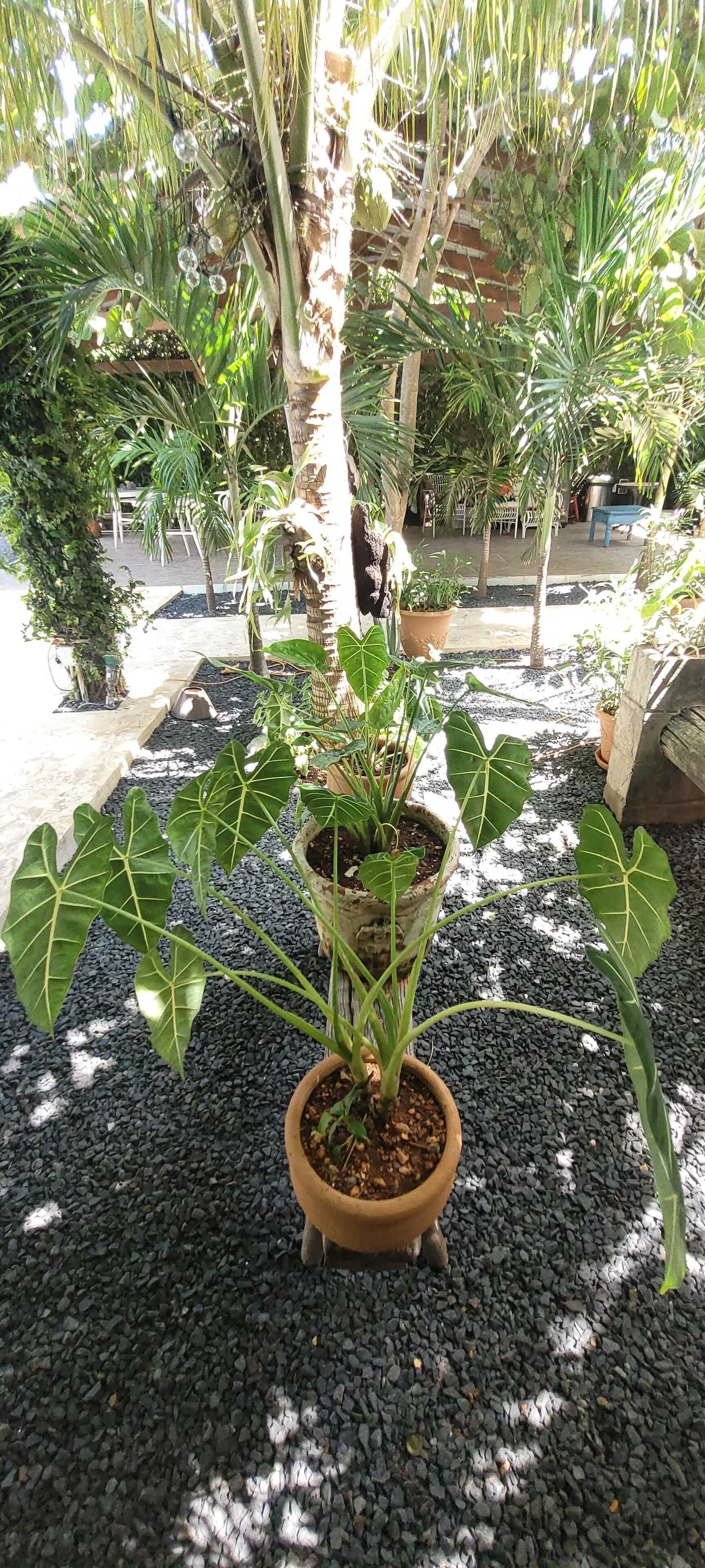 Uma planta em vaso com folhas grandes em uma área de jardim com chão de cascalho e outras plantas diversas.
