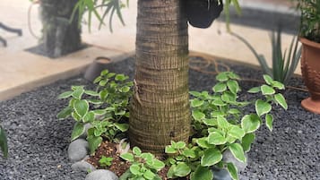 Terraço/pátio