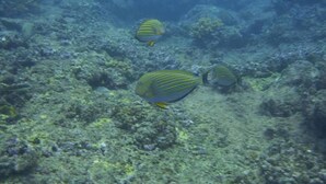 Cena subaquática com vários peixes nadando perto de um recife de coral.