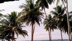 Vista da praia com palmeiras, uma espreguiçadeira e um barco na água.