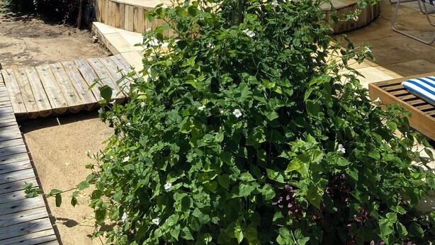 Piscina com deck de madeira, rodeada por vegetação exuberante e uma estrutura de telhado de palha.