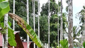 Uma trilha bordeada por árvores altas e diversas plantas, conduzindo a um edifício com telhado vermelho.