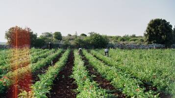 Um campo com fileiras de plantações e um muro de pedra ao fundo.