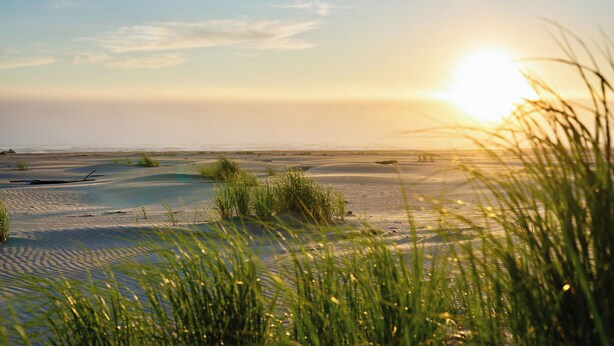 Paisagem desértica com dunas de areia e vegetação rasteira.