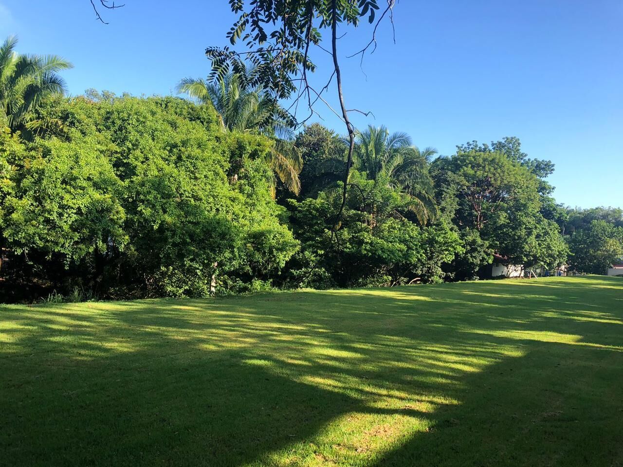 Um campo gramado com árvores densas ao fundo.