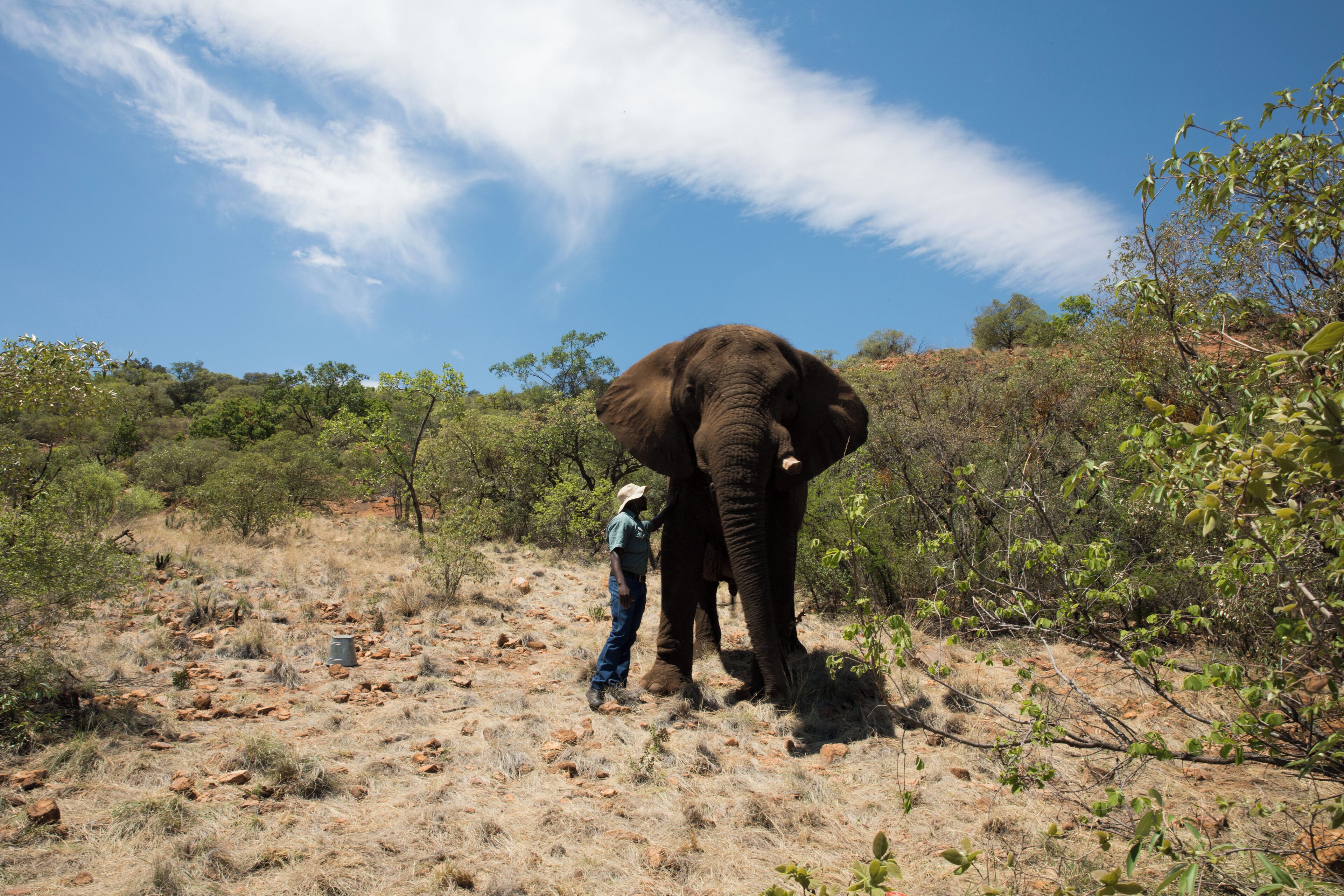Um elefante e uma pessoa em uma paisagem natural e seca, com vegetação escassa e céu claro.