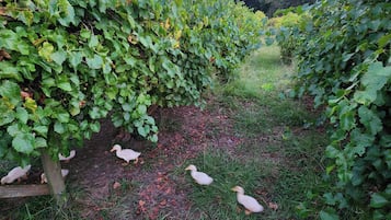Vista para o jardim