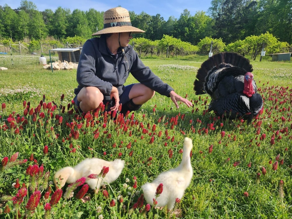 Phoenix Farms Vineyard - Caroline du Nord